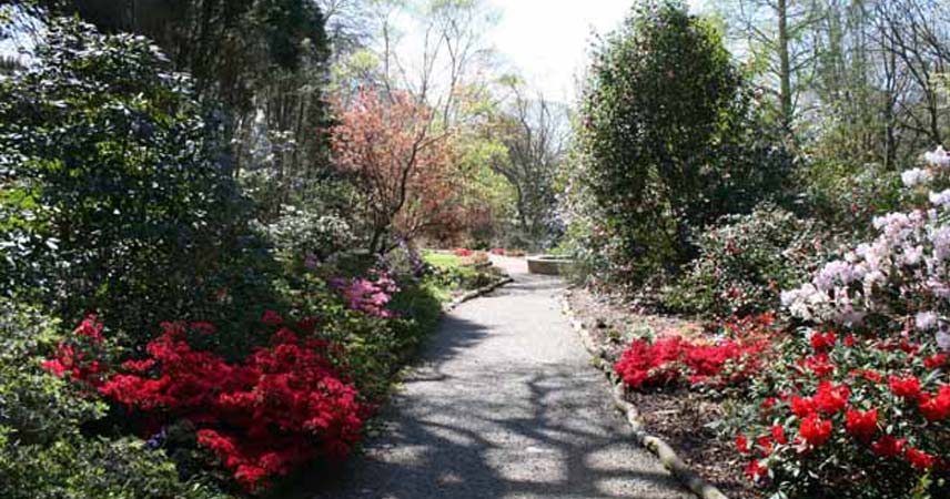 Cornwall’s glorious gardens: Trewithen - Bosinver