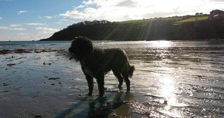 Dog friendly holidays in Cornwall: discover Cornwall with your pooch