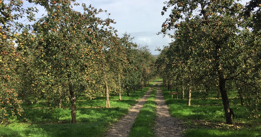 Healey's Cornish Cyder Farm - Holidays for couples in Cornwall
