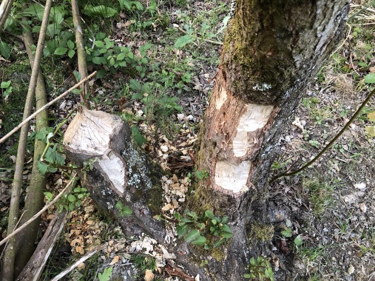 A visit to the Cornwall Beaver Project at Woodland Valley Farm